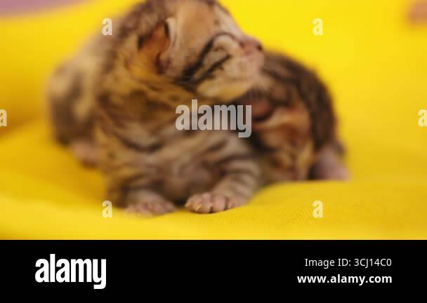 Close up two kittens front face that have not yet opened eyes. Newborn ...