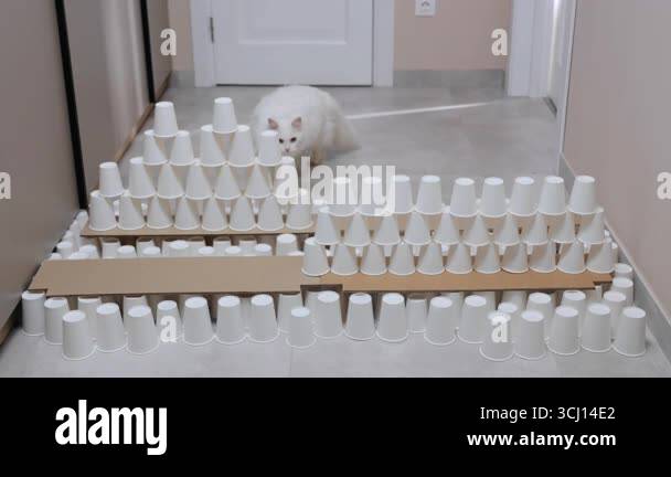 Cat breaking cup Stock Videos & Footage - HD and 4K Video Clips - Alamy
