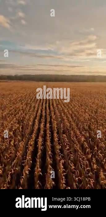 FPV flying drone over agricultural field. Picturesque orange harvest ...