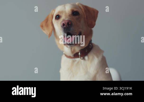 satisfied face cute labrador dog beautiful look around animal large ...