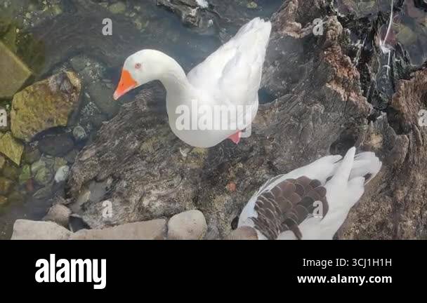 Funny goose portrait looking at the camera Stock Video Footage - Alamy