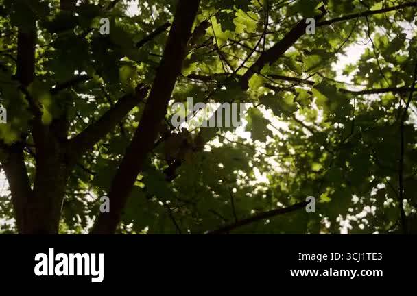 The bright and warm sun is shining beautifully through the green leaves ...