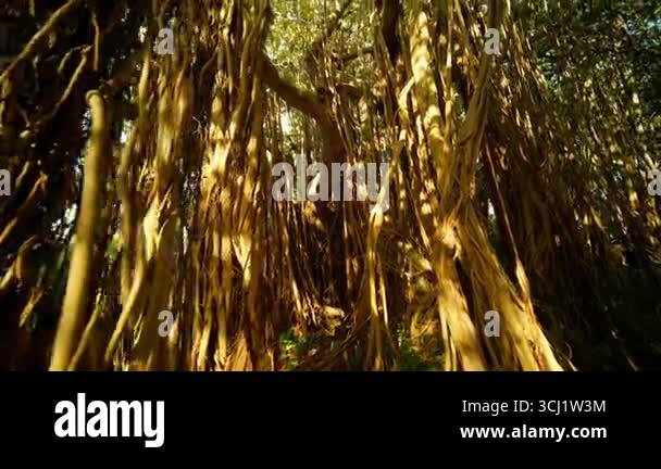 Delve into the intricate, mesmerizing beauty of tangled banyan tree ...
