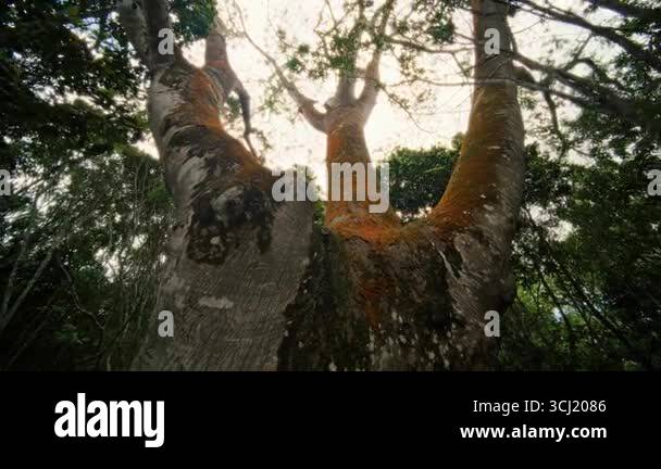 Breathtaking view showcasing magnificent tree Stock Videos & Footage ...