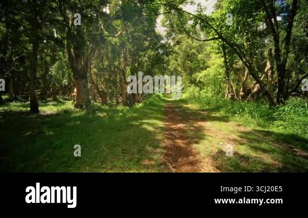 A beautifully serene pathway winds through vibrant greenery, inviting ...