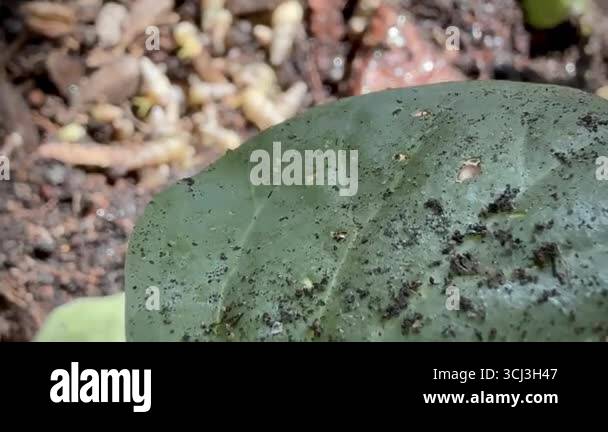 The miniature Spike awlsnail plenty on soil ground floor.bad for plant ...