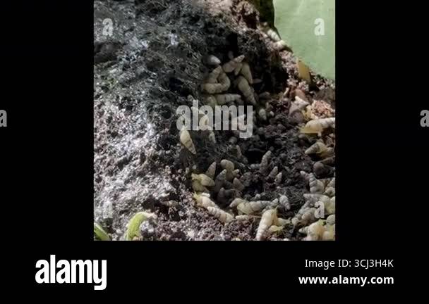 The miniature Spike awlsnail plenty on soil ground floor.bad for plant ...