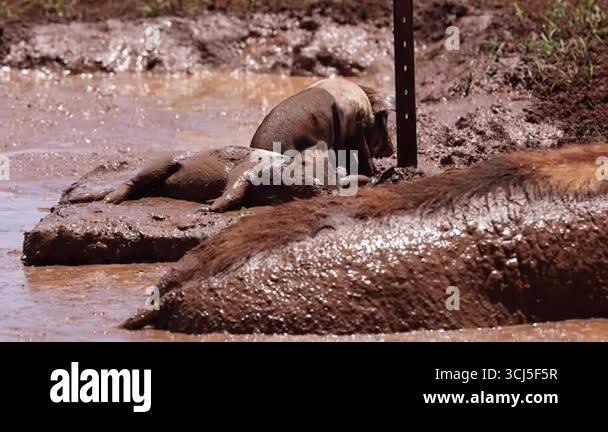 Pig wallowing happily in a mud pit Stock Video Footage - Alamy