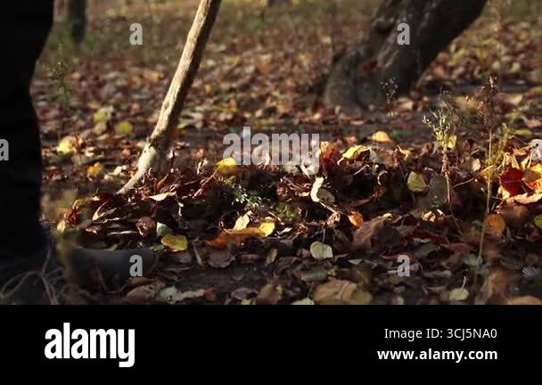 Slow Motion of a Man Raking Autumn Leaves. Satisfying Garden Chore ...