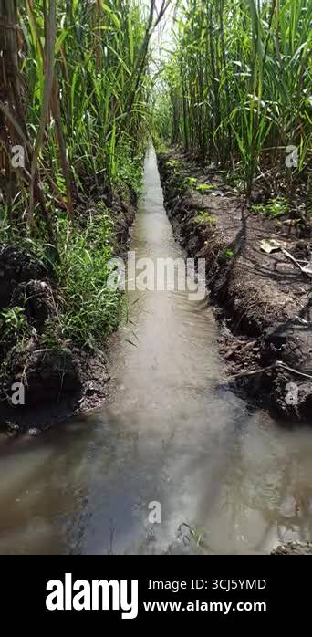 Traditional irrigation system in a sugarcane plantation, showcasing ...