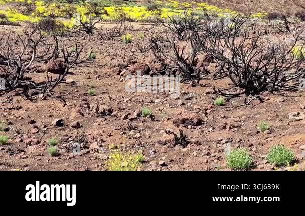 A scorched terrain displaying burnt vegetation alongside fresh green ...