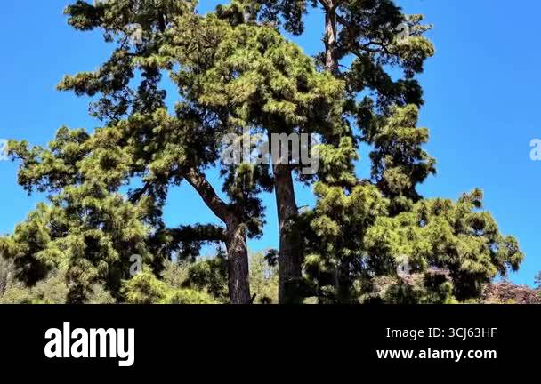 The stunning views of tall, lush green pine trees create a beautiful ...