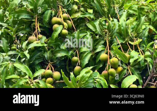 A vibrant mango tree is showcasing numerous green, unripe fruits ...