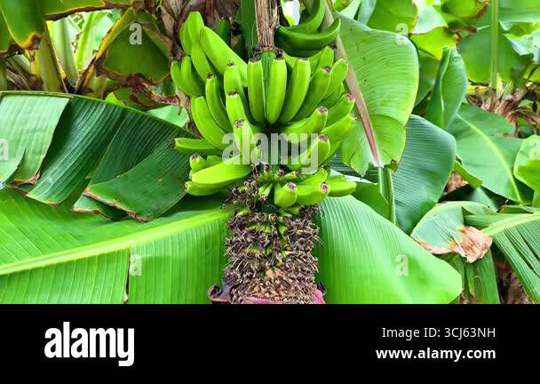 Green banana bunch in Stock Videos & Footage - HD and 4K Video Clips ...