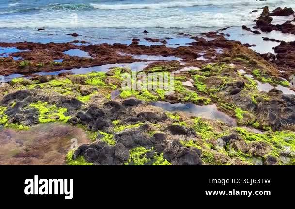 The stunning rocky shoreline showcases vibrant green algae flourishing ...
