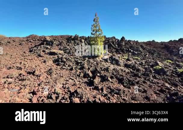 A solitary tree is thriving gracefully in a rugged volcanic terrain ...