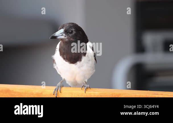 Rail movements Stock Videos & Footage - HD and 4K Video Clips - Alamy