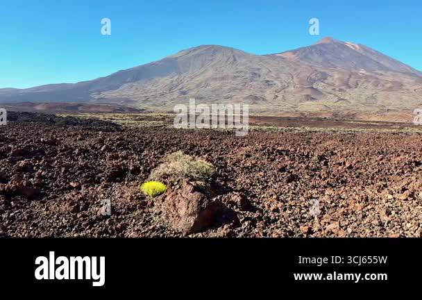 A stunning volcanic terrain showcases striking yellow plants thriving ...