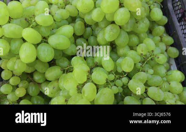 Close-up of bunches of green grapes, harvested and packed in a crate or ...