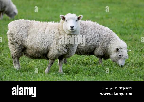 Two Romney sheep graze peacefully in a lush green field under natural ...