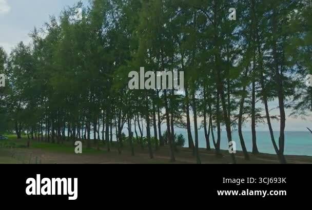 Aerial view A large pine forest next to the sea at Haad Sai Kaew Phuket ...