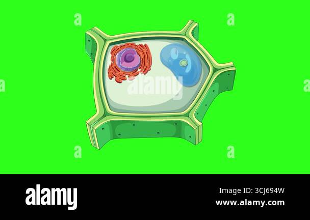 Animation illustrating plant cell structure, highlighting vacuole and ...