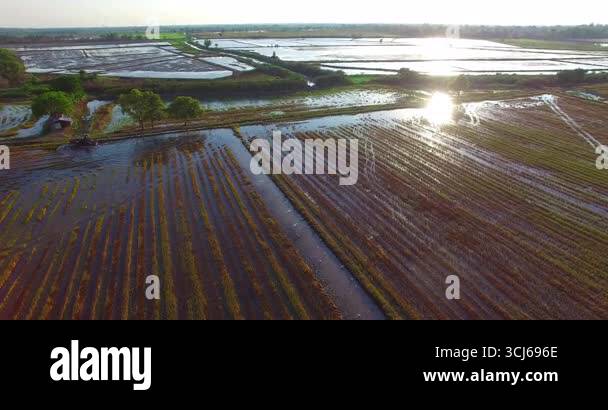 A vibrant wetland habitat where wildlife thriveswhite birds scatter ...