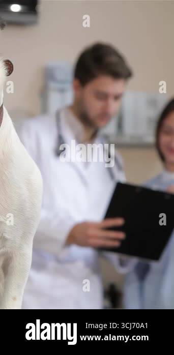 A spirited white Jack Russell Terrier with a sleek coat sits ...