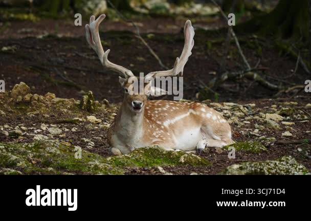 Male fallow deer, buck with antlers in natural environment. Deer dama ...