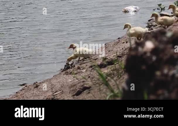 Ducklings with mother duck Stock Videos & Footage - HD and 4K Video ...