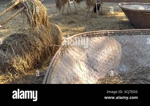 Farmers traditional threshing method Stock Videos & Footage - HD and 4K ...