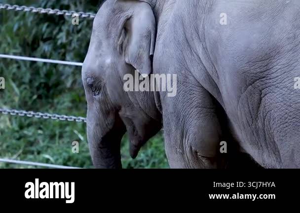 Elephant using trunk to eat leaves Stock Video Footage - Alamy