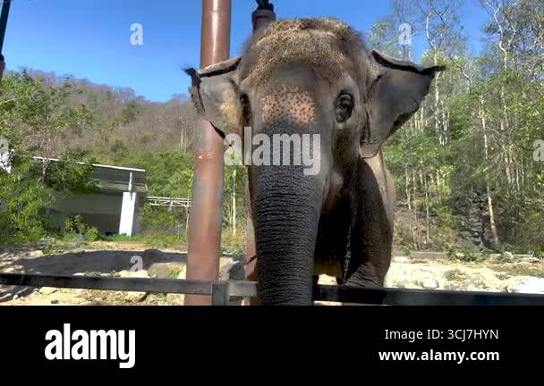 Elephant interacting in a natural zoo setting Stock Video Footage - Alamy