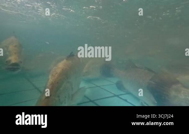 Sea bass swim in a clear aquarium, captured with dynamic camera angles ...