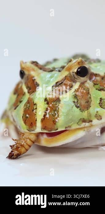 A horned frog eats a superworm in a brightly lit, close-up setting ...