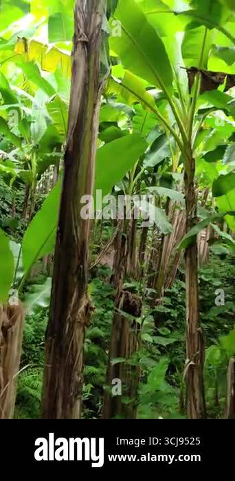 banana forest in georgia batumi tsikhisdziri. High quality 4k footage ...