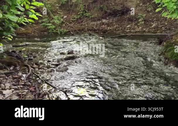 cold river in the forest Stock Video Footage - Alamy