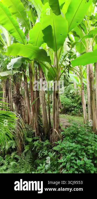 banana forest in georgia batumi tsikhisdziri. High quality 4k footage ...