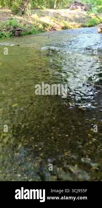 cold river in the forest Stock Video Footage - Alamy