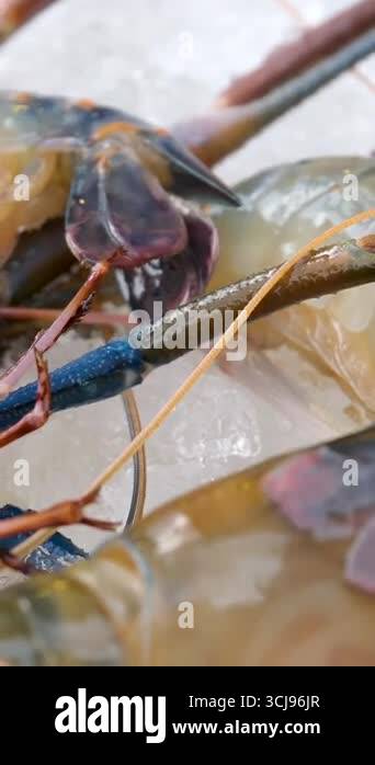 Fresh seafood on the counter of the fish market in ice. Red Sea fish ...
