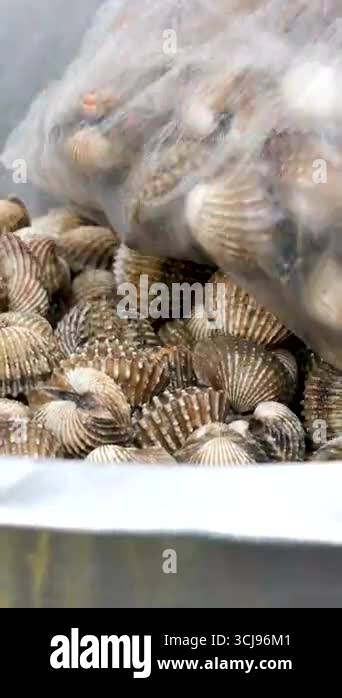 Customer scooping clams into a plastic bag. High quality 4k footage ...