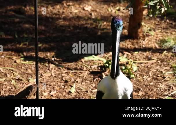 Stork standing in a zoo enclosure Stock Video Footage - Alamy