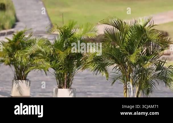 Palm tree moving gently in the wind Stock Video Footage - Alamy