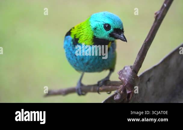 Seven-Colored Saira, a colorful bird of the Brazilian Atlantic Forest ...
