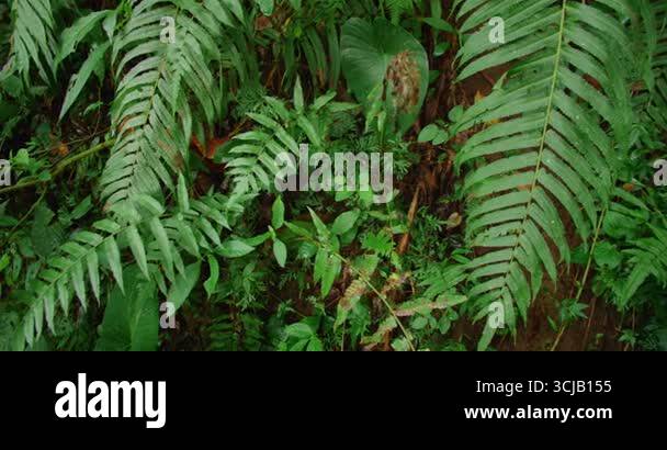 Close up of jungle floor vegetation in Tegellalang Bali on damp forest ...