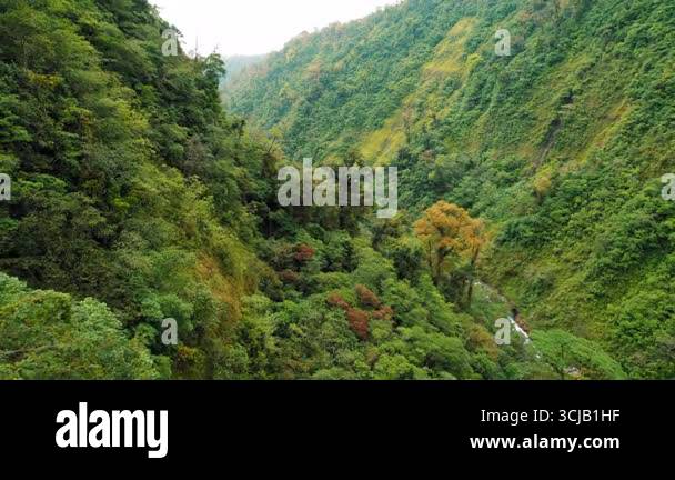 Dense tropical rainforest valley with vibrant green trees and flowing ...