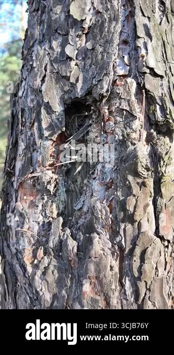 tree bark close up. slow motion 4k video. pine bark. old tree. wood ...