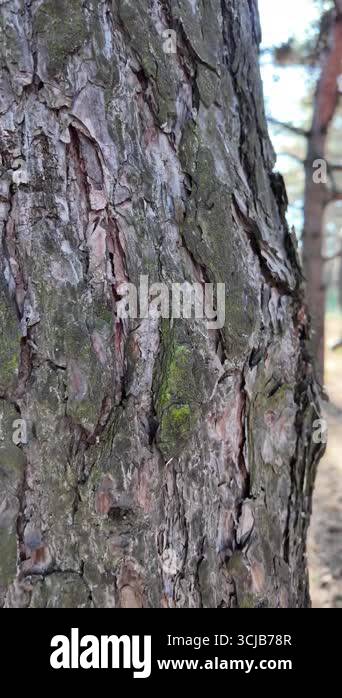 tree bark close up. slow motion 4k video. pine bark. old tree. wood ...