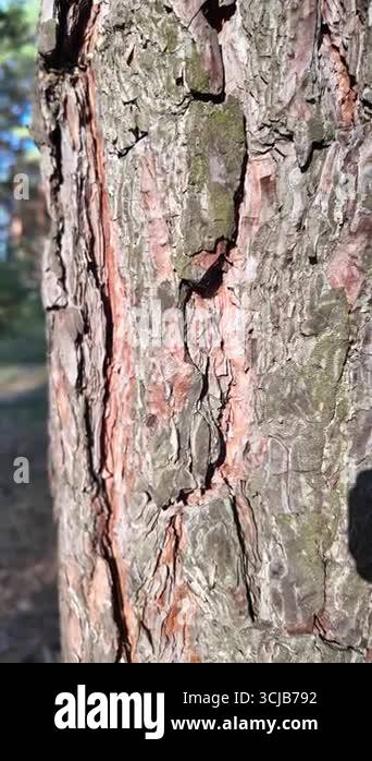 tree bark close up. slow motion 4k video. pine bark. old tree. wood ...