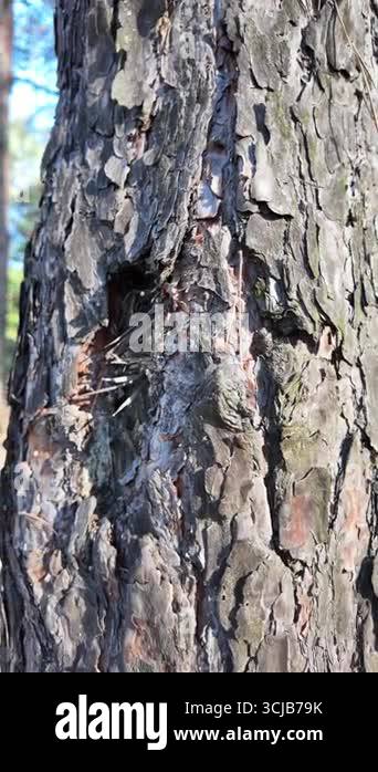 tree bark close up. slow motion 4k video. pine bark. old tree. wood ...